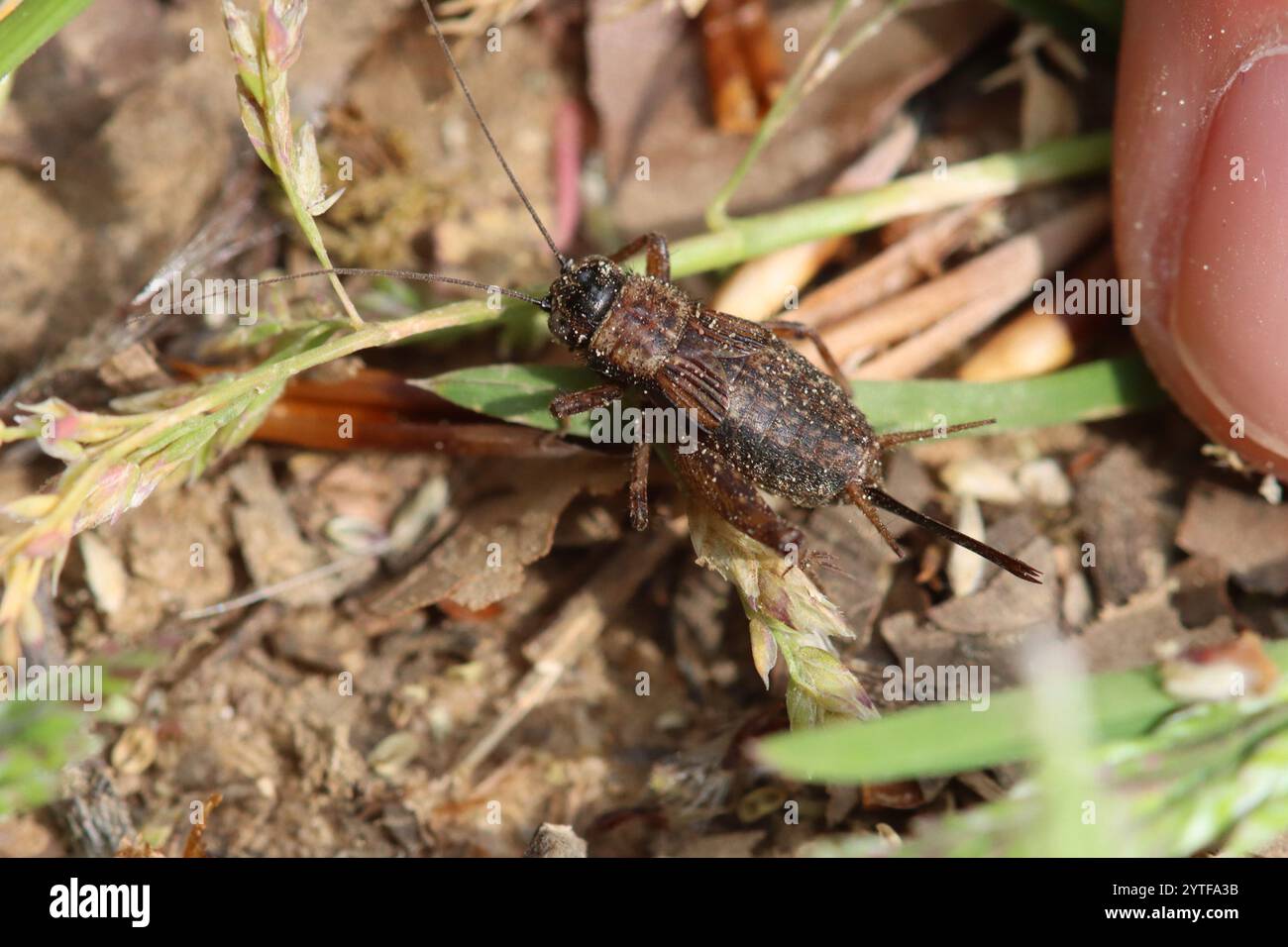 Wood Cricket (Nemobius sylvestris Stock Photo - Alamy