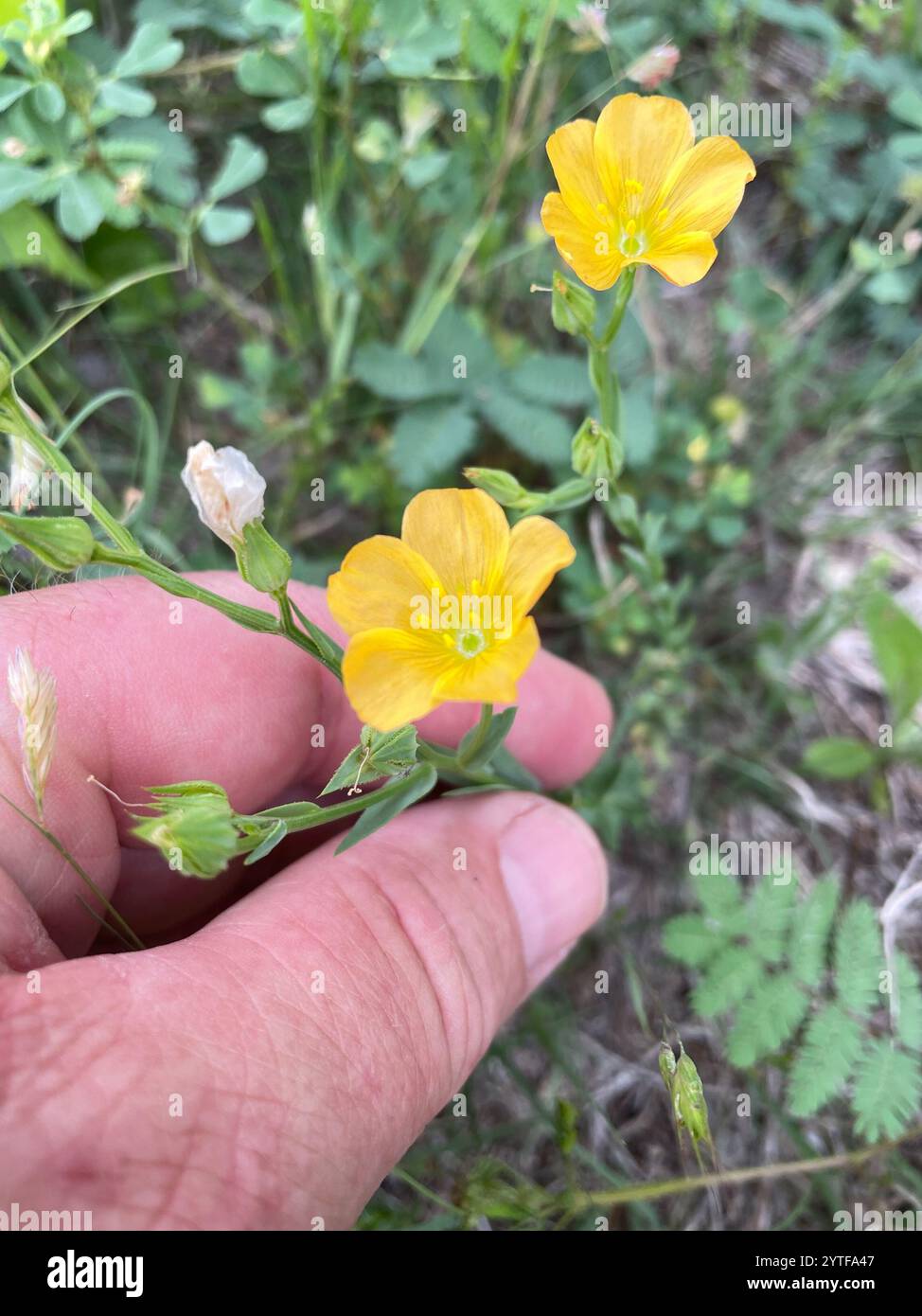 Yellow Flax (Linum rigidum Stock Photo - Alamy