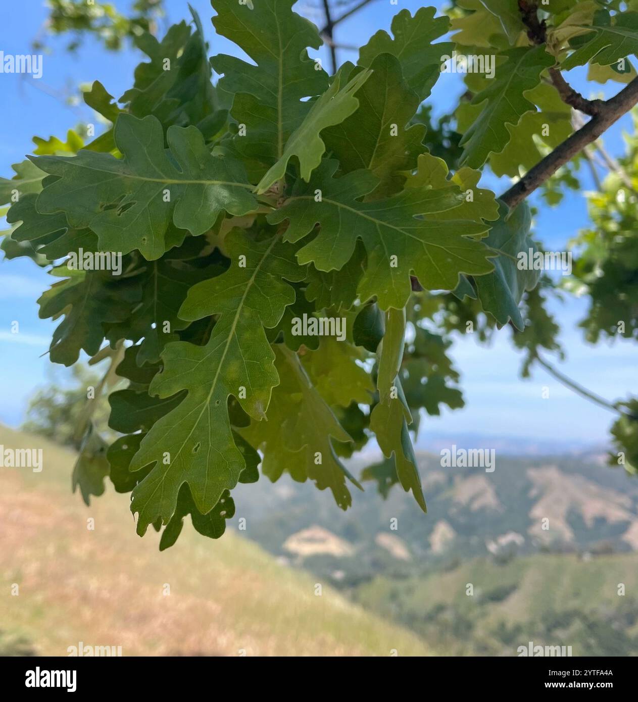 valley oak (Quercus lobata Stock Photo - Alamy