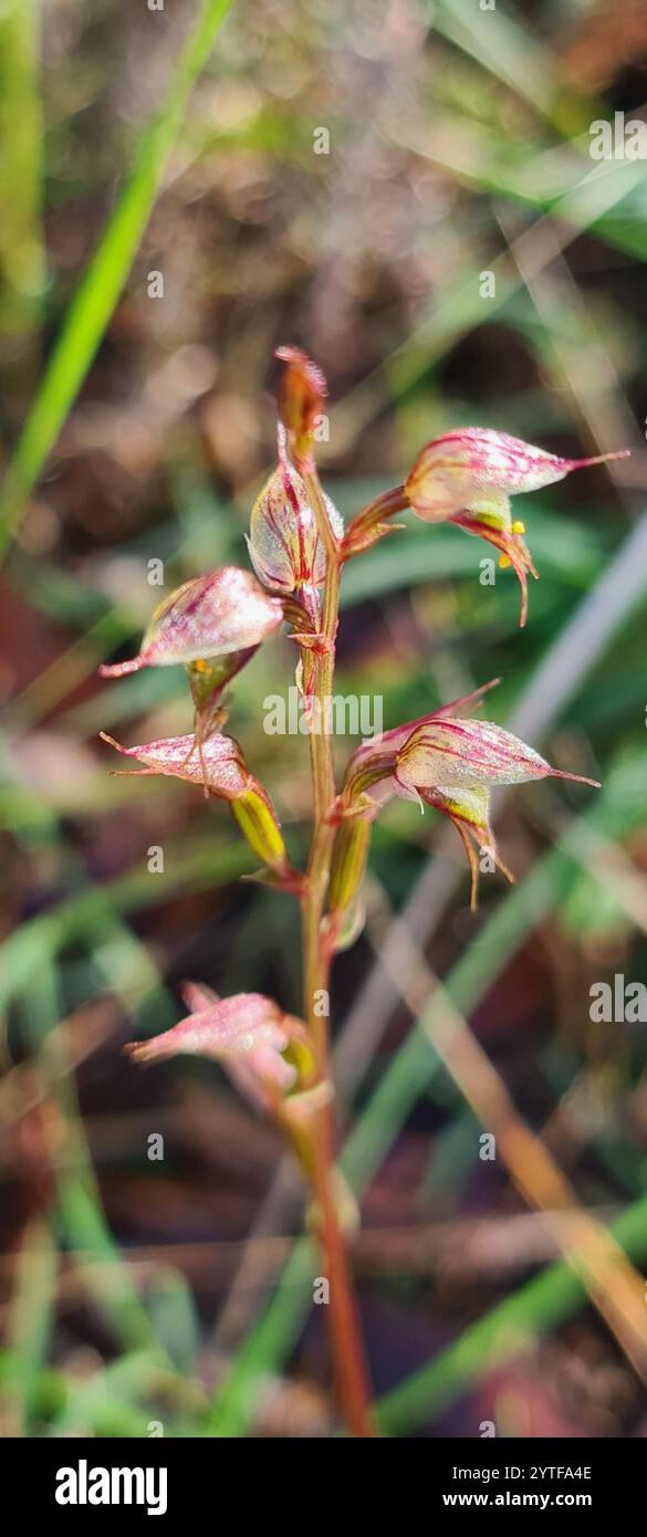 Pixie caps hi-res stock photography and images - Alamy