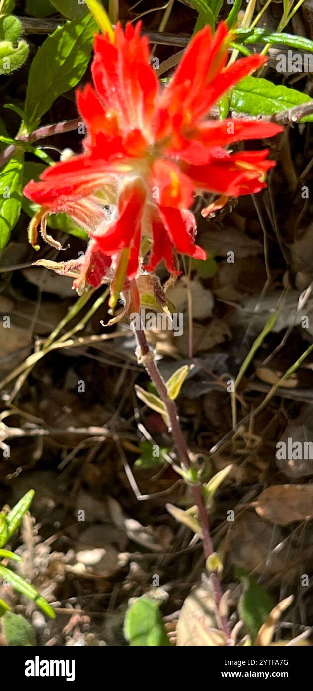 Castilleja subinclusa hi-res stock photography and images - Alamy