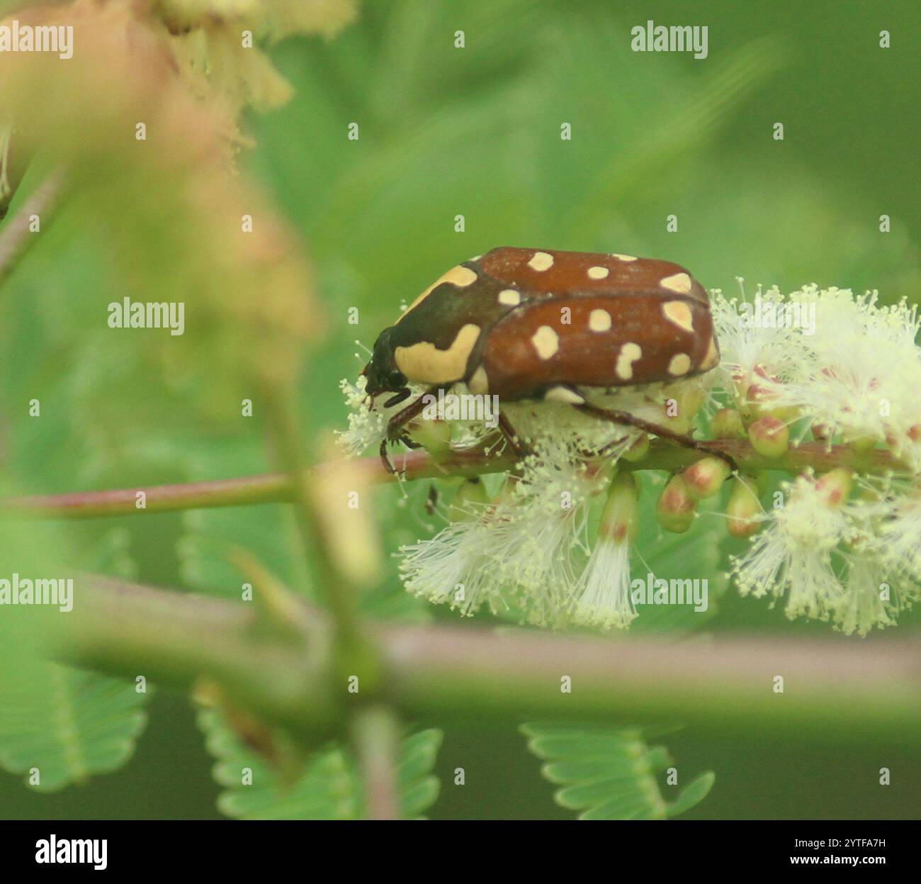 Clinteria hi-res stock photography and images - Alamy