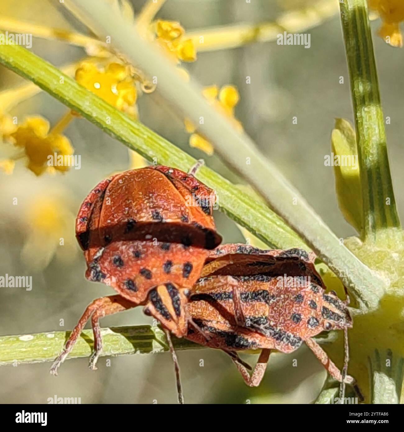 Cretan Semipunctated Shield Bug (Graphosoma semipunctatum creticum ...