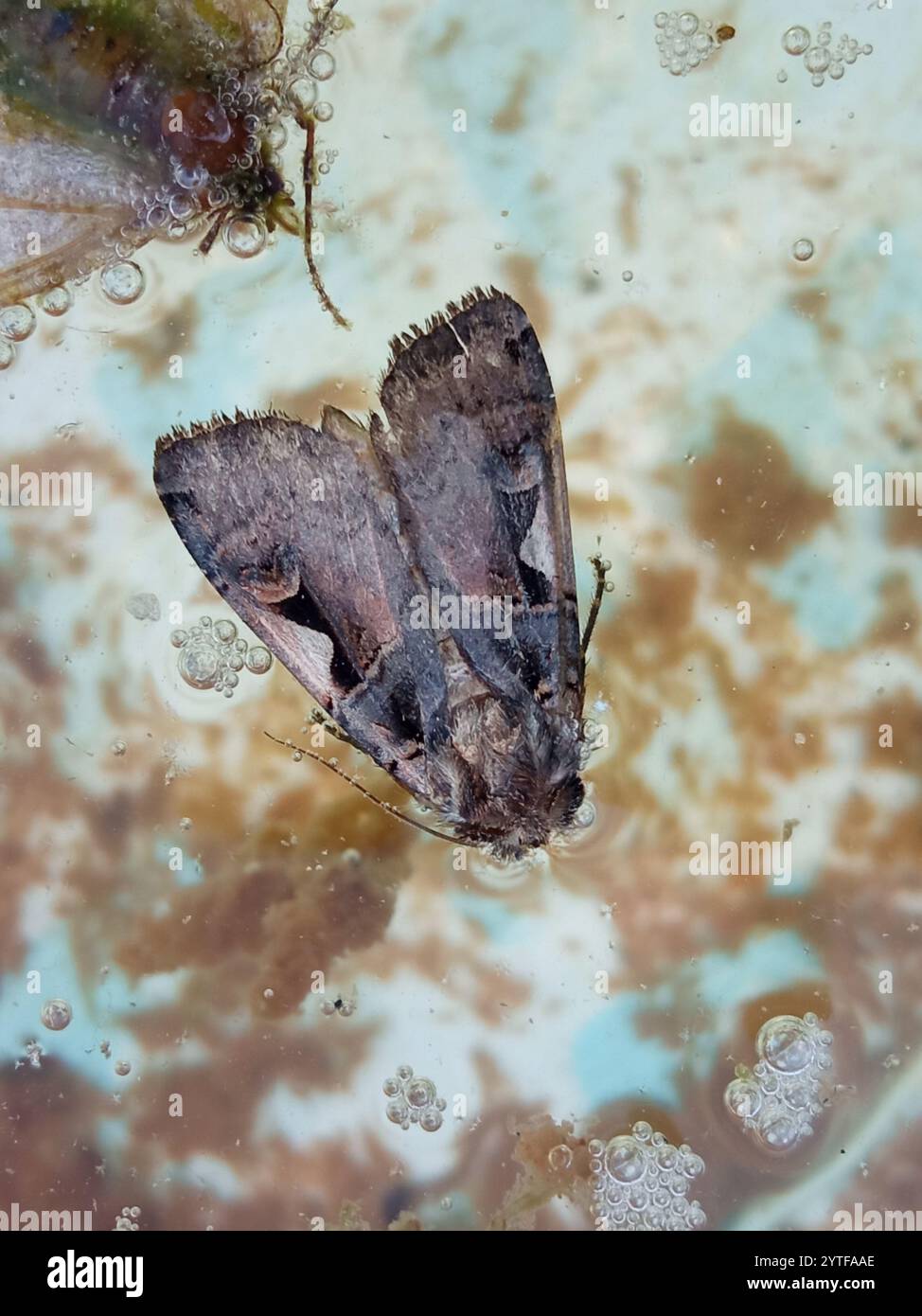 Setaceous Hebrew Character (Xestia c-nigrum Stock Photo - Alamy