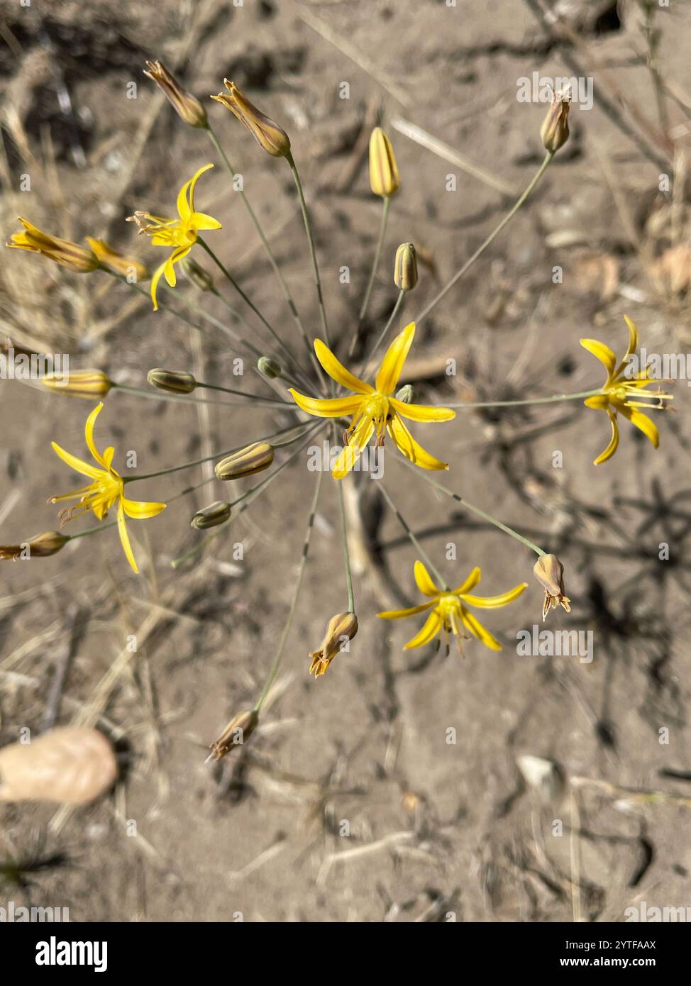 Bloomeria hi-res stock photography and images - Alamy