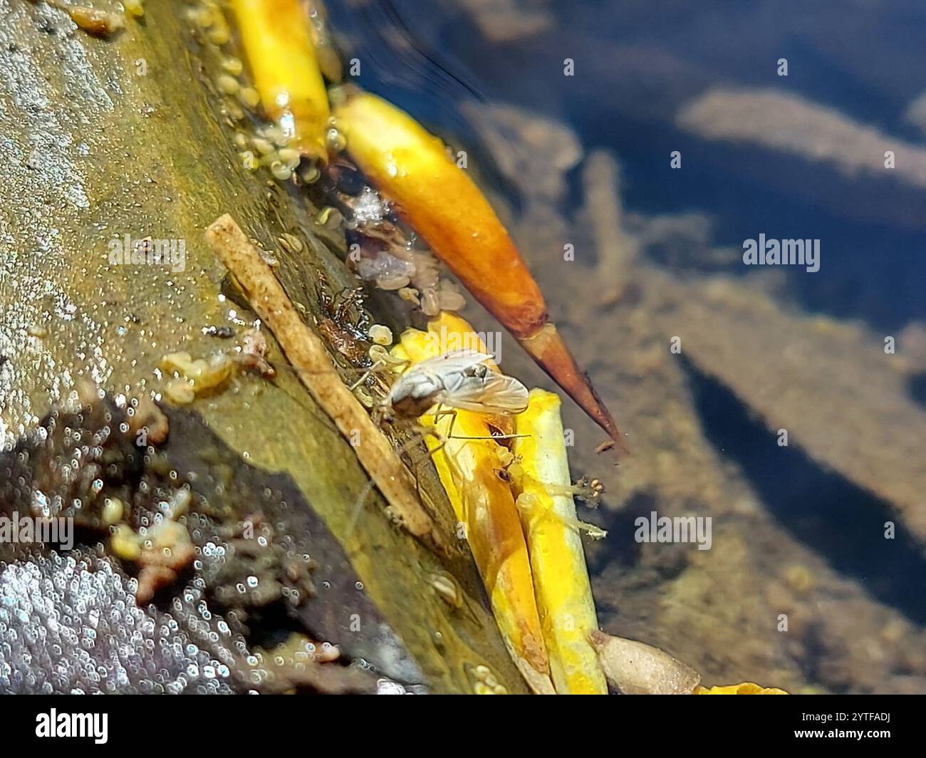 Non-biting Midges (Chironomidae Stock Photo - Alamy