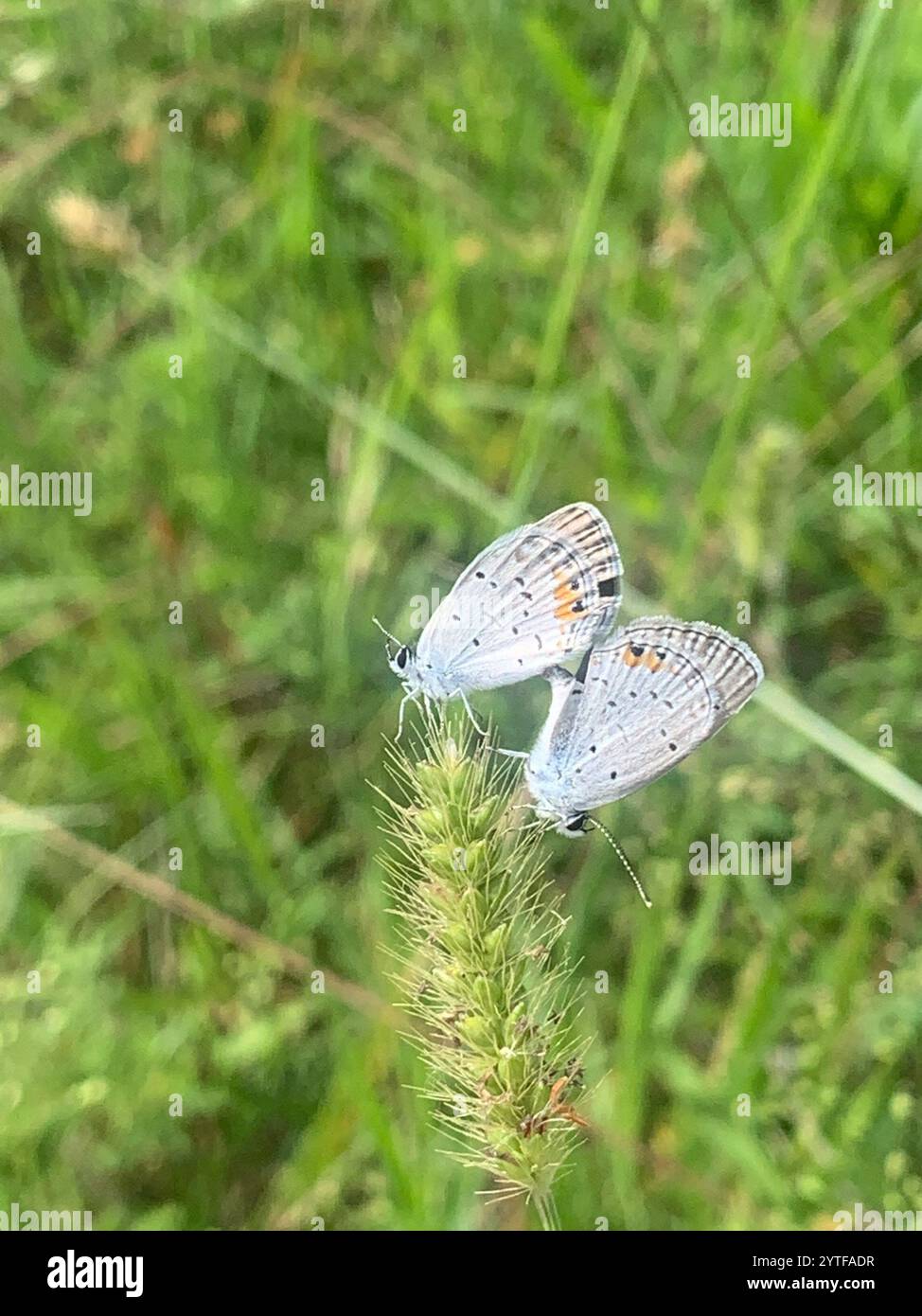 Eastern Tailed-Blue (Cupido comyntas Stock Photo - Alamy