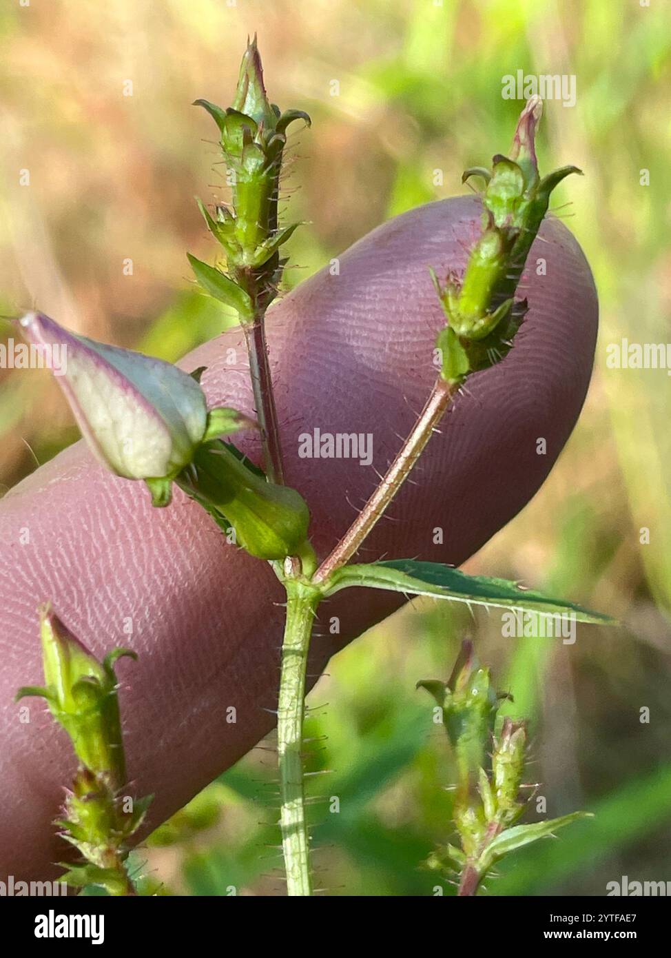 Maryland meadowbeauty (Rhexia mariana Stock Photo - Alamy