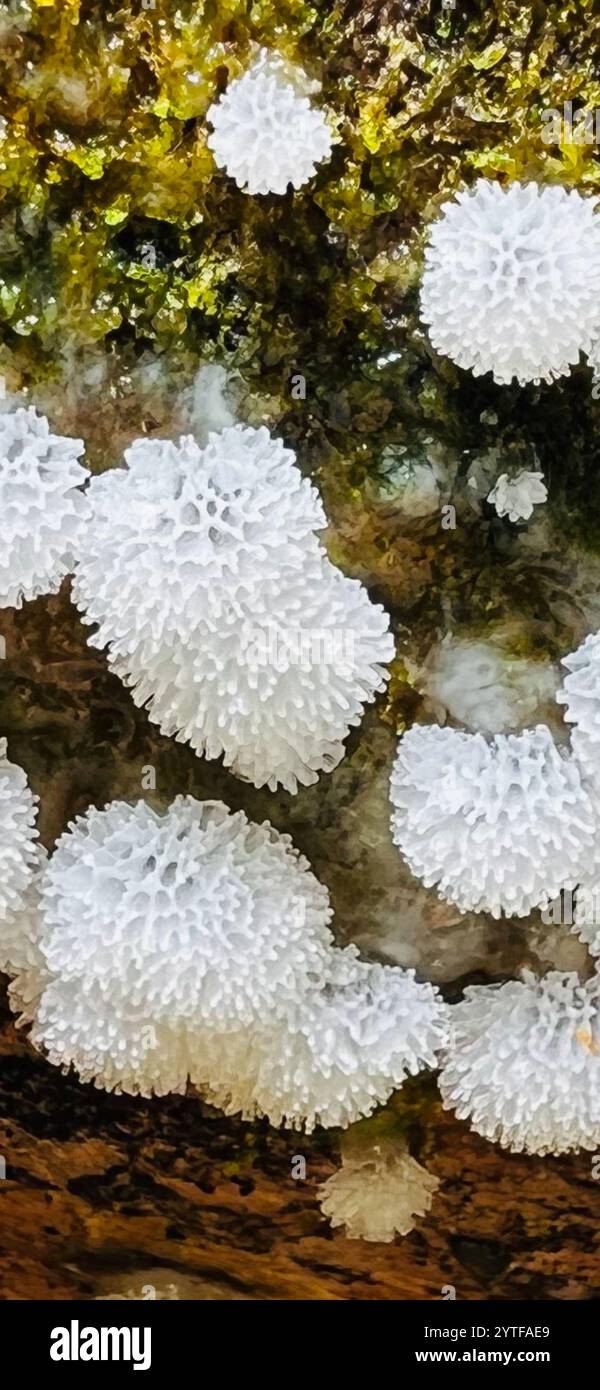 Honeycomb Coral Slime Mold (Ceratiomyxa porioides Stock Photo - Alamy