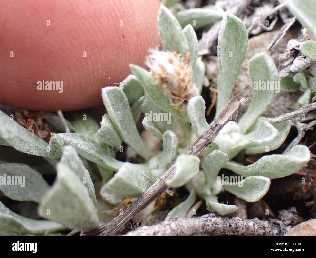 Low Pussytoes (Antennaria dimorpha Stock Photo - Alamy