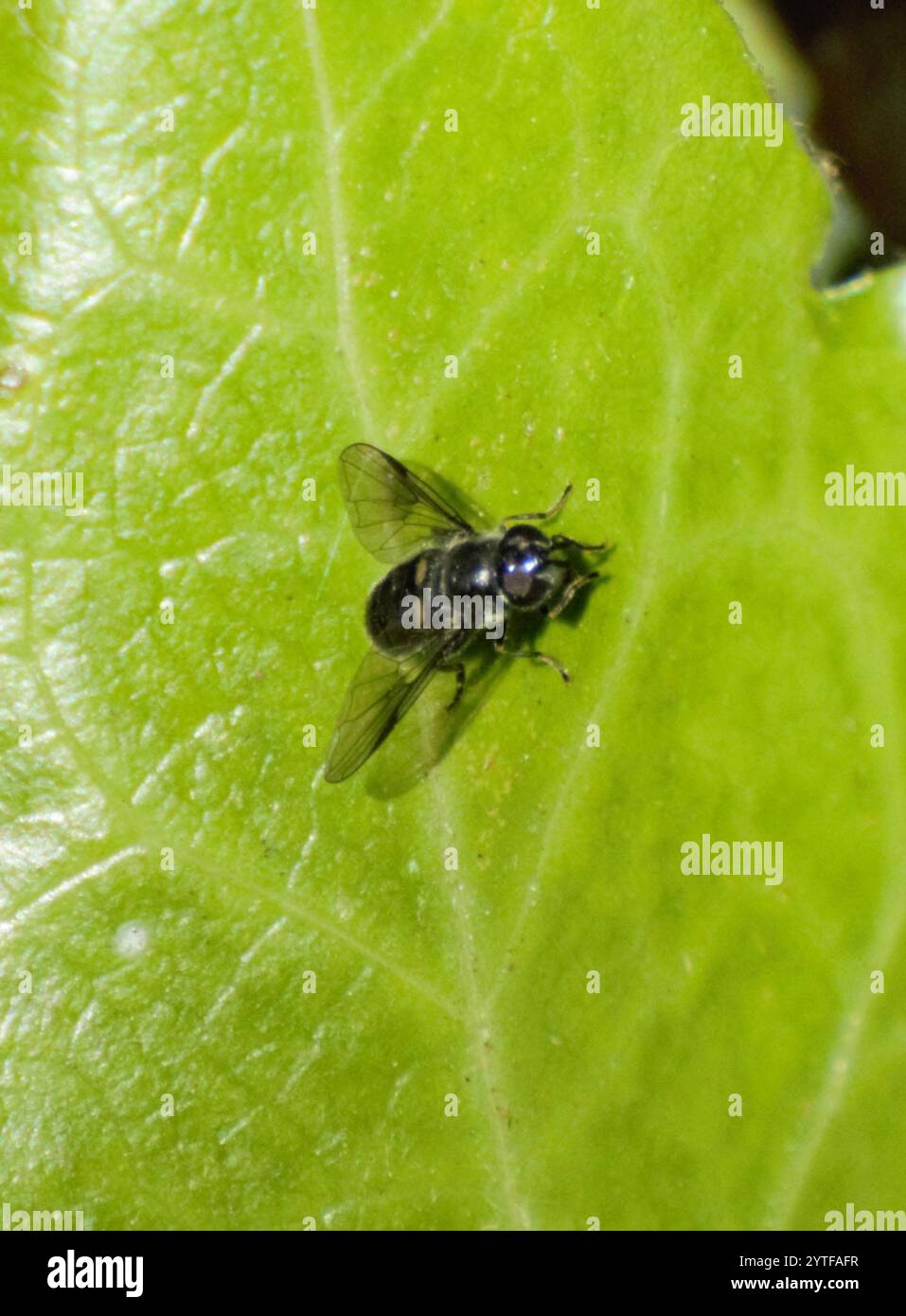 Pitheads hi-res stock photography and images - Alamy