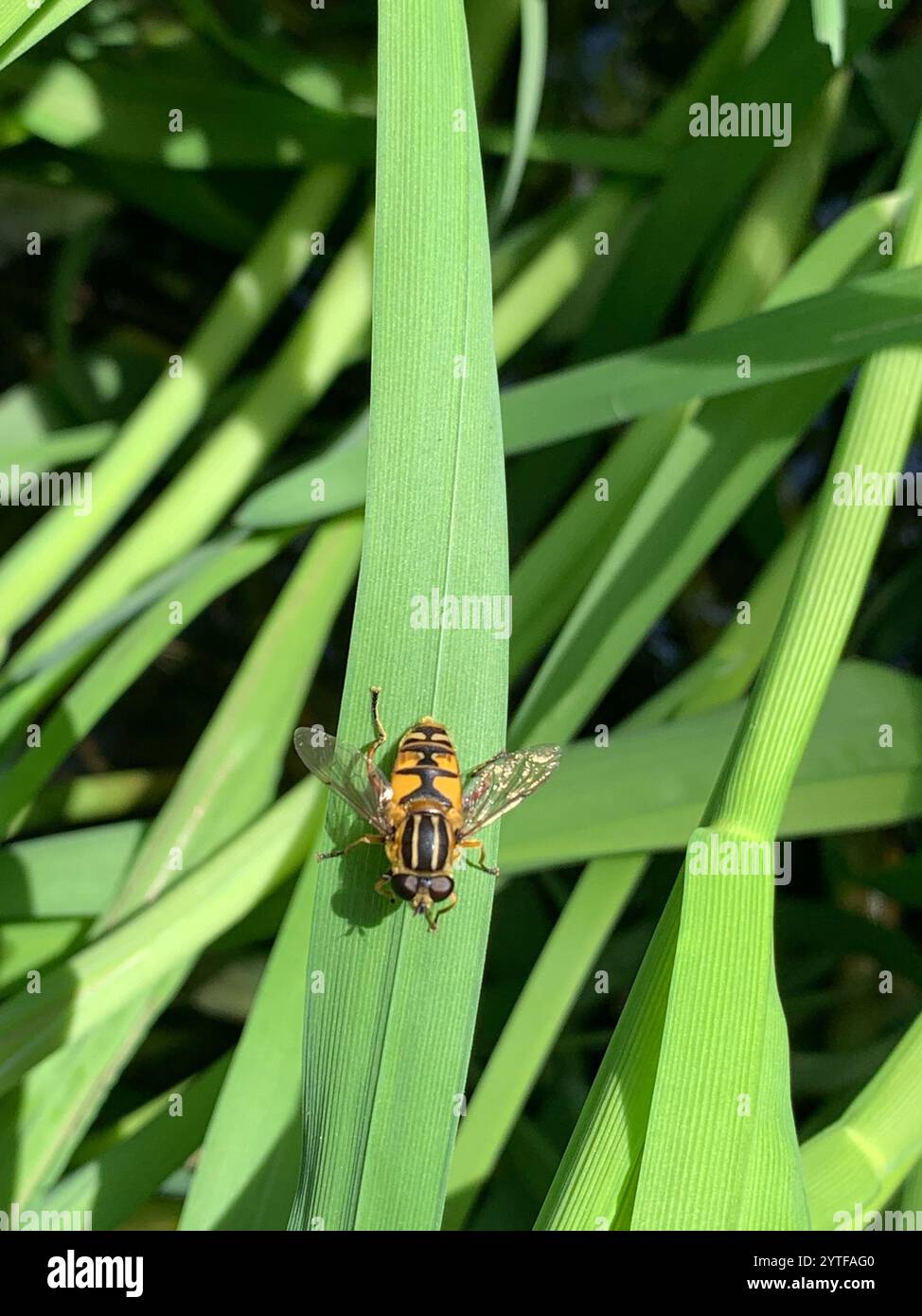 Sun Fly (Helophilus pendulus Stock Photo - Alamy