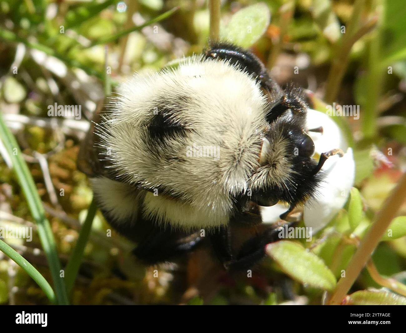 Two-spotted Bumble Bee (Bombus bimaculatus Stock Photo - Alamy
