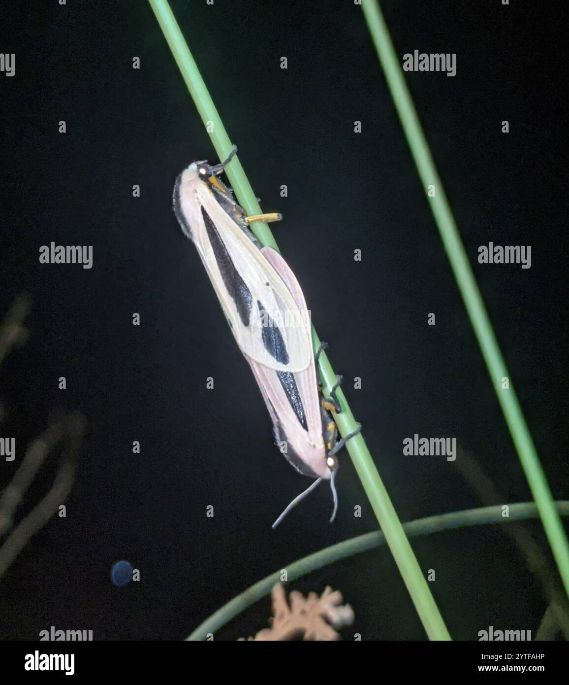 (Creatonotos gangis-interrupta agg Stock Photo - Alamy