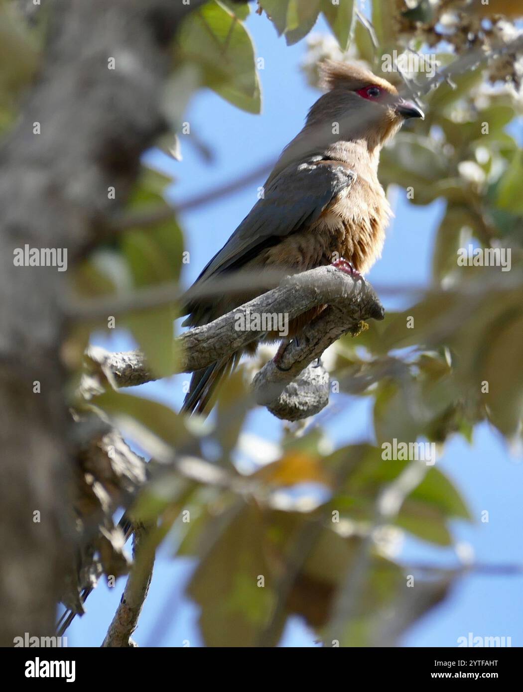 Cape Redface Mousebird (Urocolius indicus indicus Stock Photo - Alamy