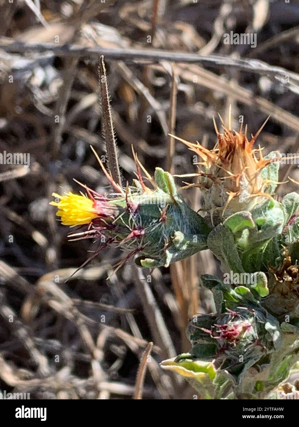 Maltese star-thistle (Centaurea melitensis Stock Photo - Alamy
