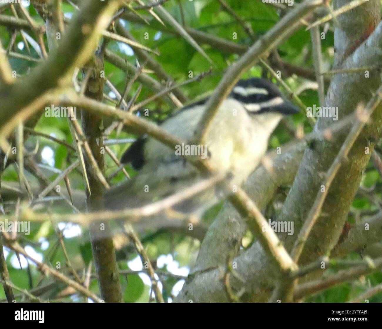 Pogoniulus hi-res stock photography and images - Alamy