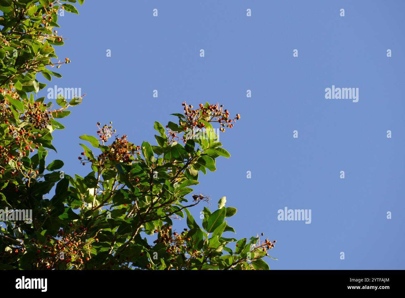 Apodytes dimidiata hi-res stock photography and images - Alamy