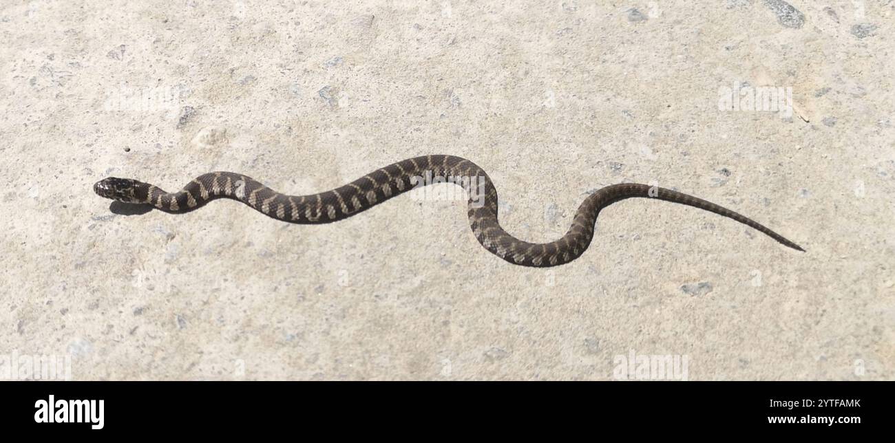 Northern Watersnake (Nerodia sipedon sipedon Stock Photo - Alamy