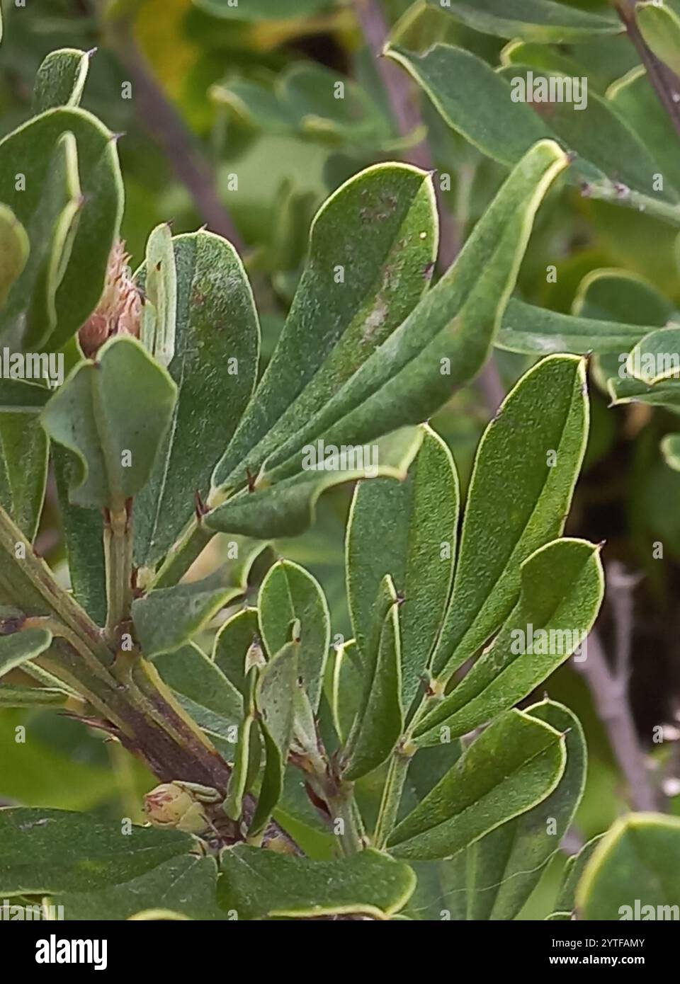 Fire Pea (Indigofera cytisoides Stock Photo - Alamy
