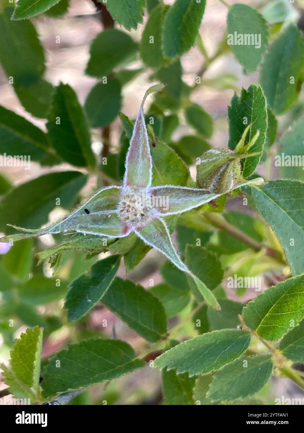California Wild Rose (Rosa californica Stock Photo - Alamy