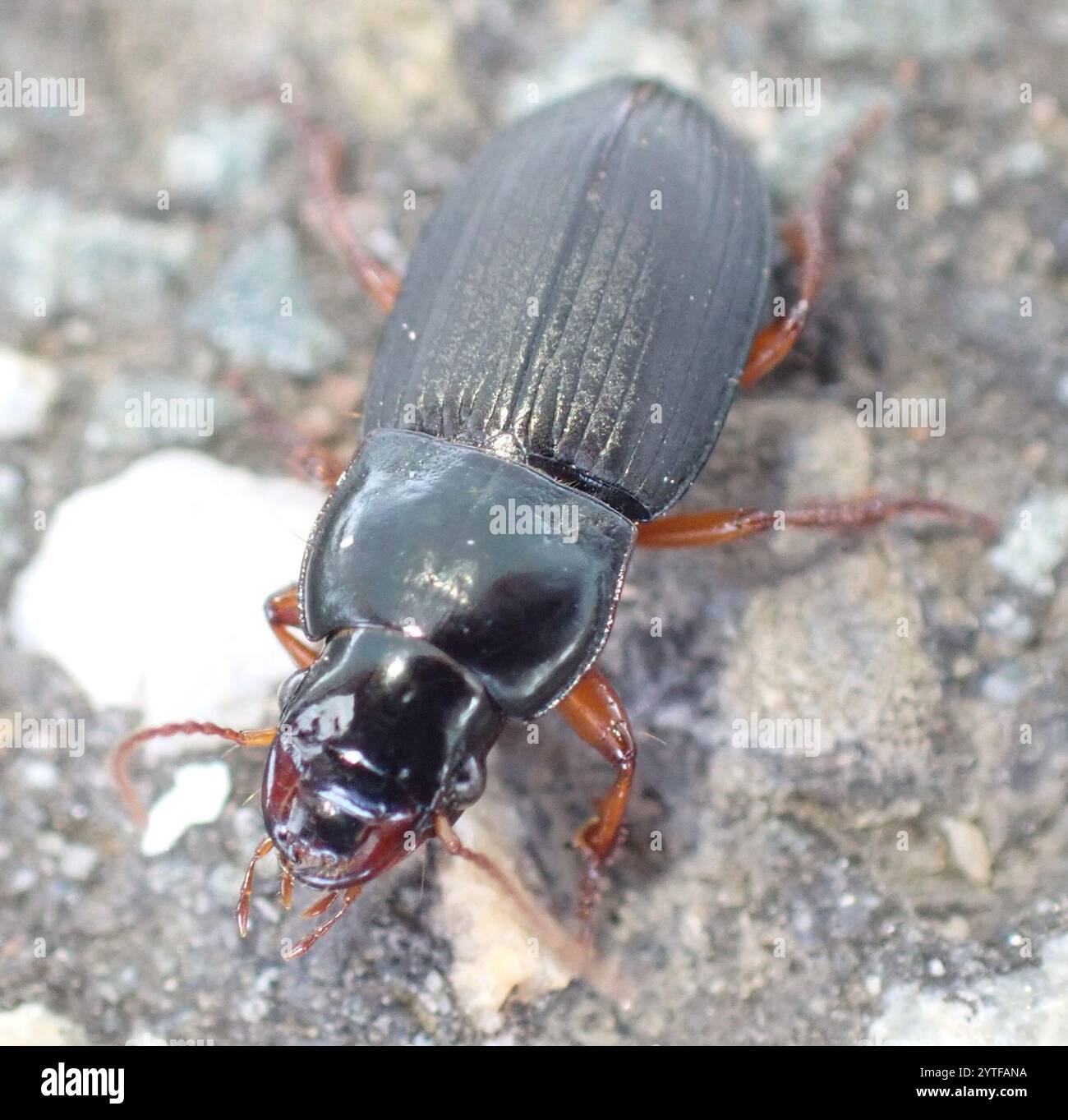 Strawberry Seed Beetle (Harpalus rufipes Stock Photo - Alamy