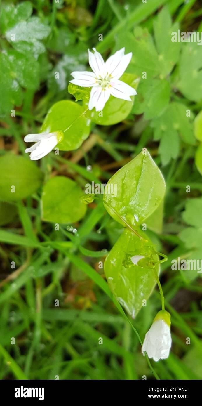 Candy Flower (Claytonia sibirica Stock Photo - Alamy
