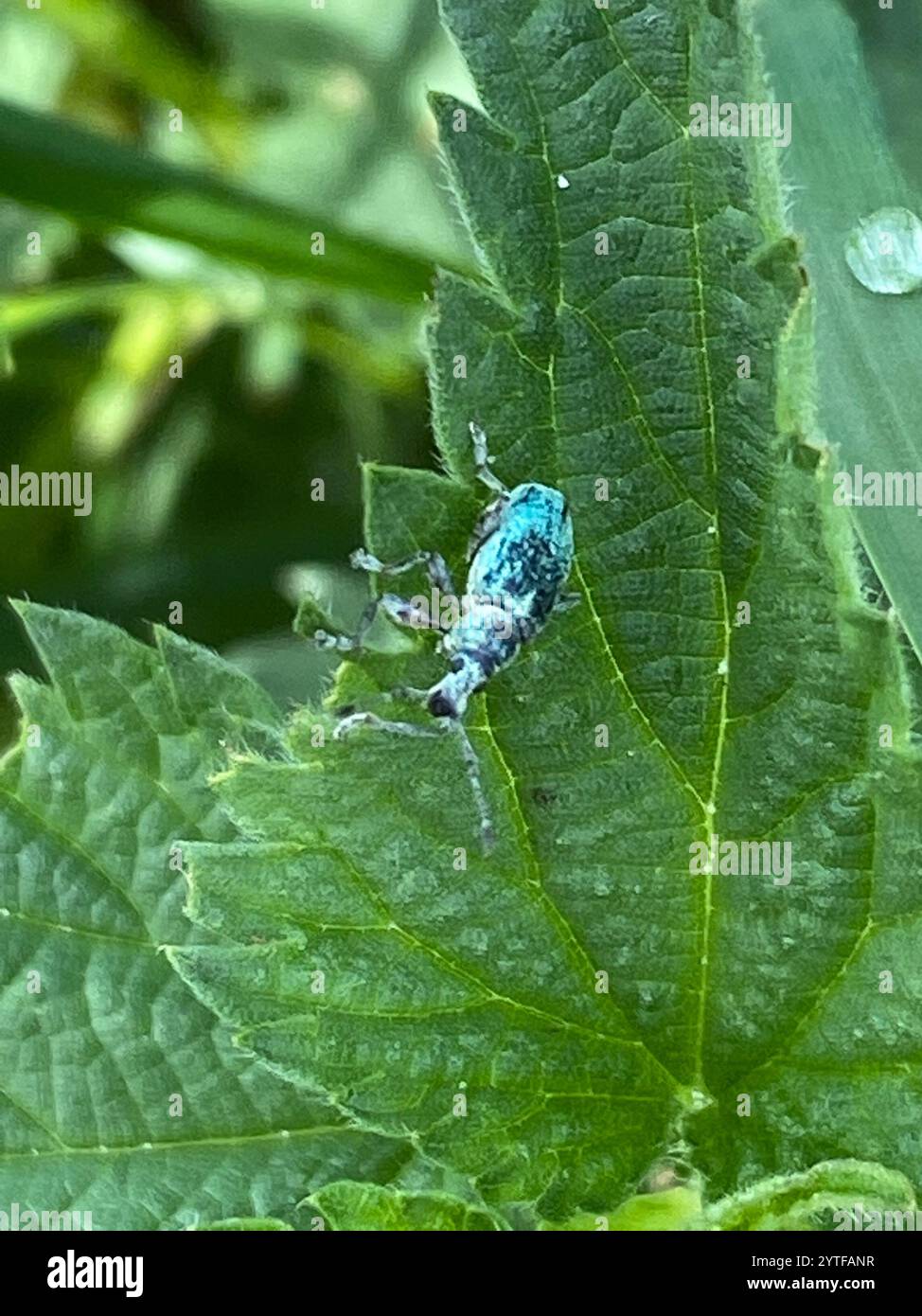 Nettle weevil (Phyllobius pomaceus Stock Photo - Alamy