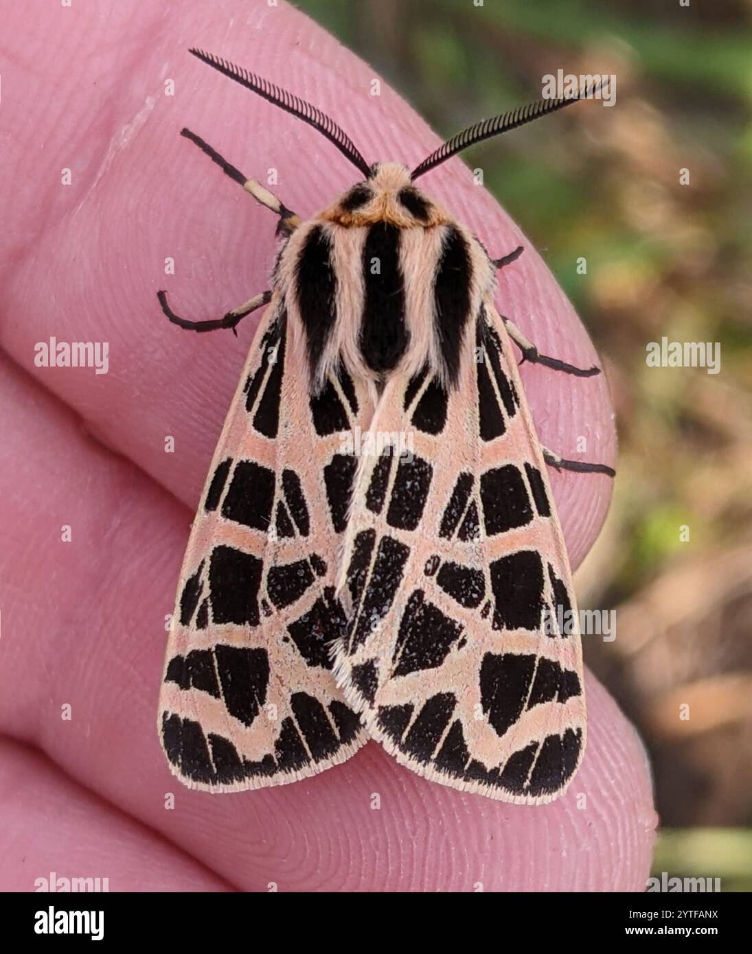 Ornate Tiger Moth (Apantesis ornata Stock Photo - Alamy