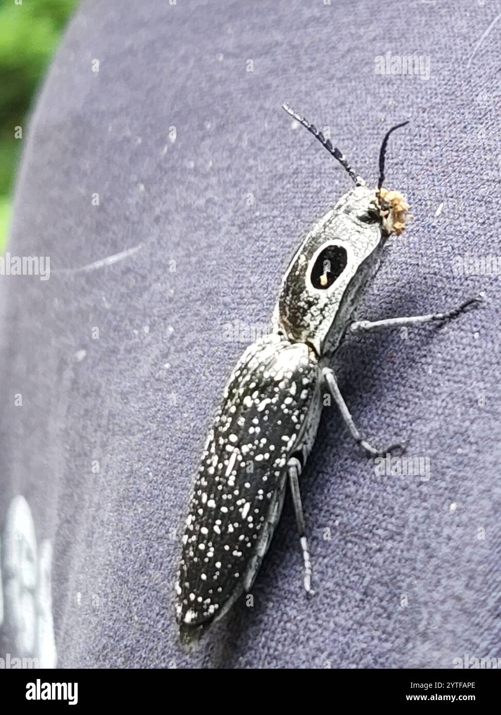 Eastern Eyed Click Beetle (Alaus oculatus Stock Photo - Alamy