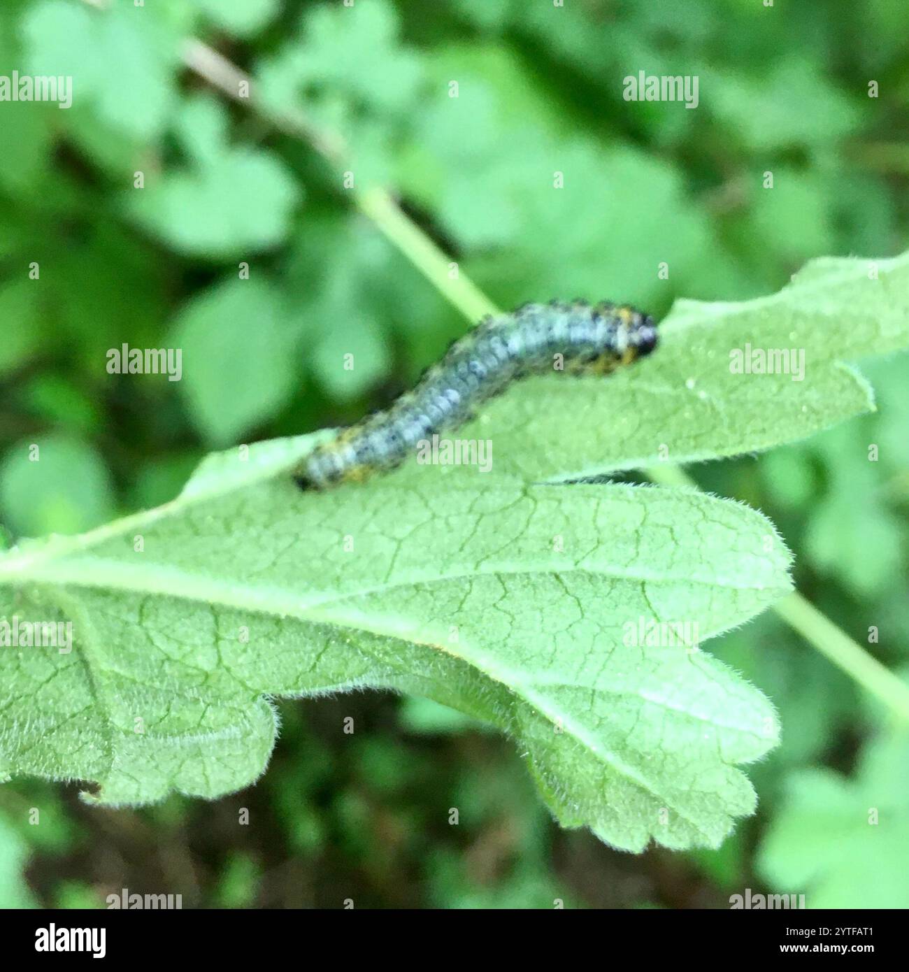 Imported Currantworm (Euura ribesii Stock Photo - Alamy