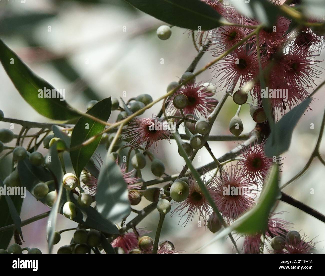 Red Ironbark (Eucalyptus sideroxylon Stock Photo - Alamy