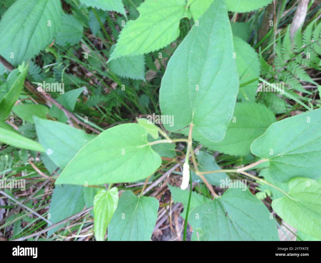 lizard's tail (Saururus cernuus Stock Photo - Alamy