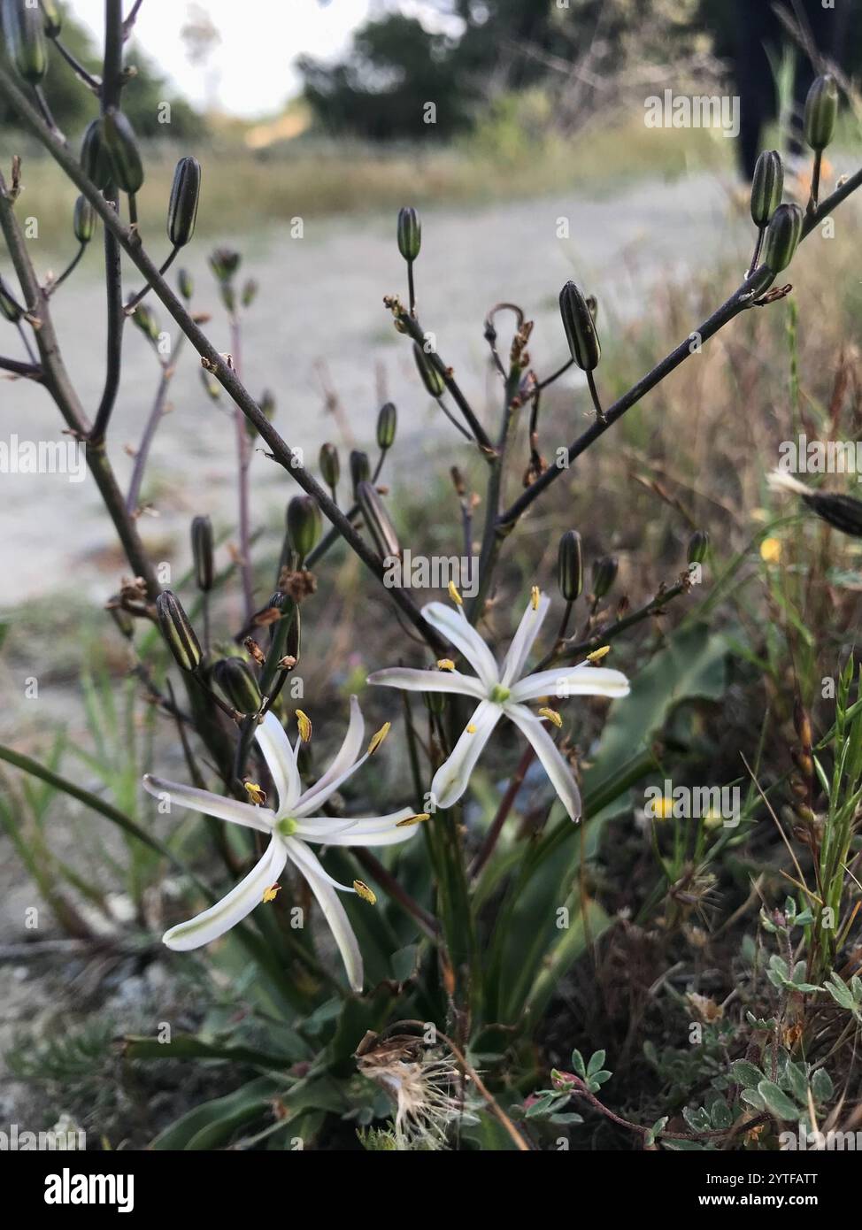 wavy-leafed soap plant (Chlorogalum pomeridianum Stock Photo - Alamy