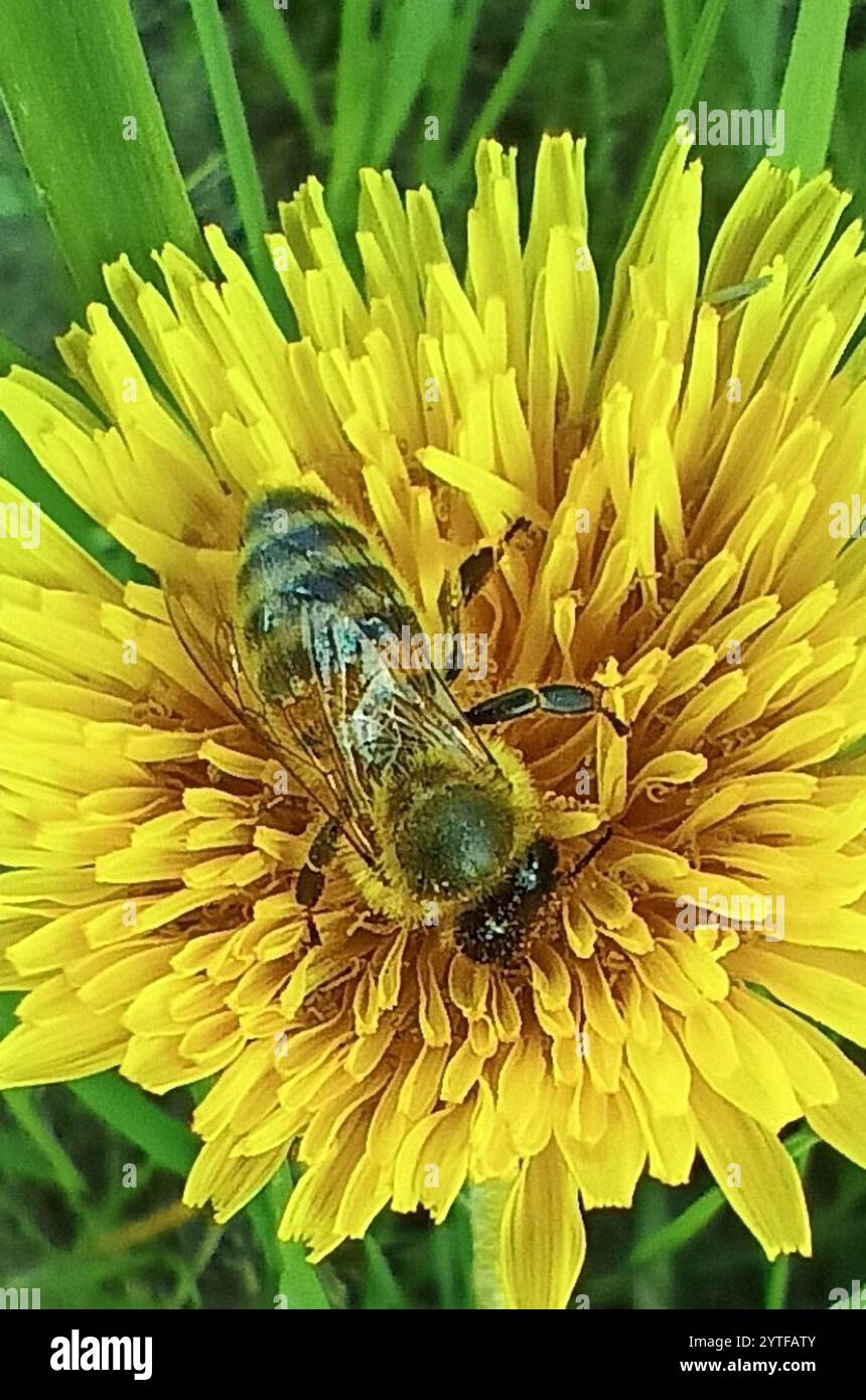 Western Honey Bee (Apis mellifera Stock Photo - Alamy