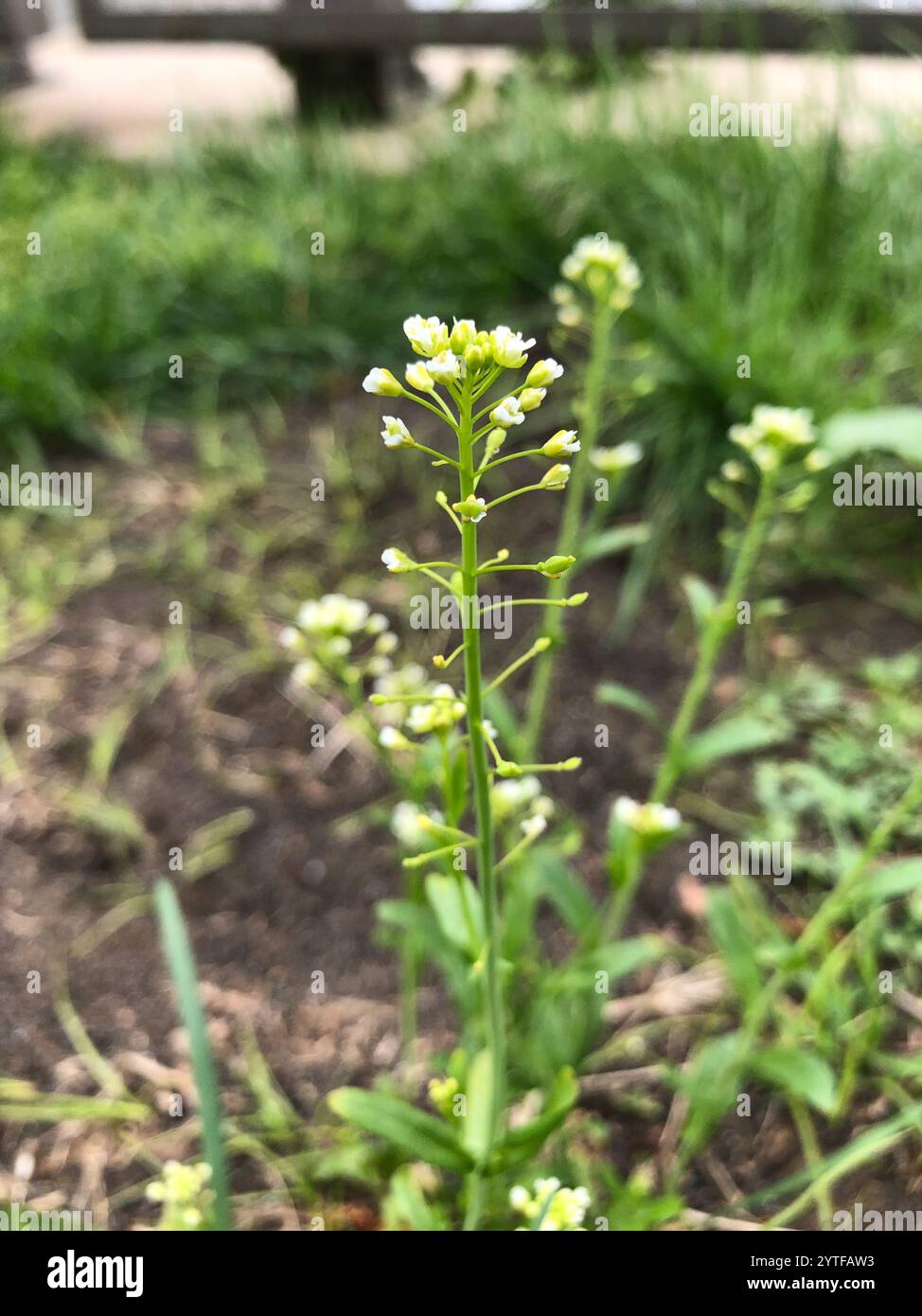 garlic penny-cress (Mummenhoffia alliacea Stock Photo - Alamy