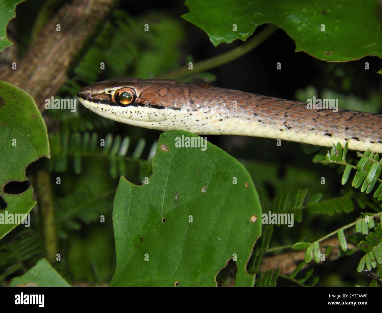 Eastern Stripe-bellied Sand Snake (Psammophis orientalis Stock Photo ...
