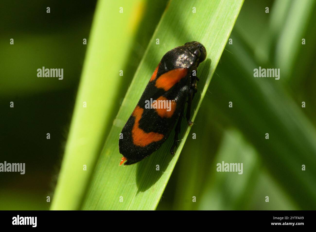 Common Froghopper (Cercopis vulnerata Stock Photo - Alamy