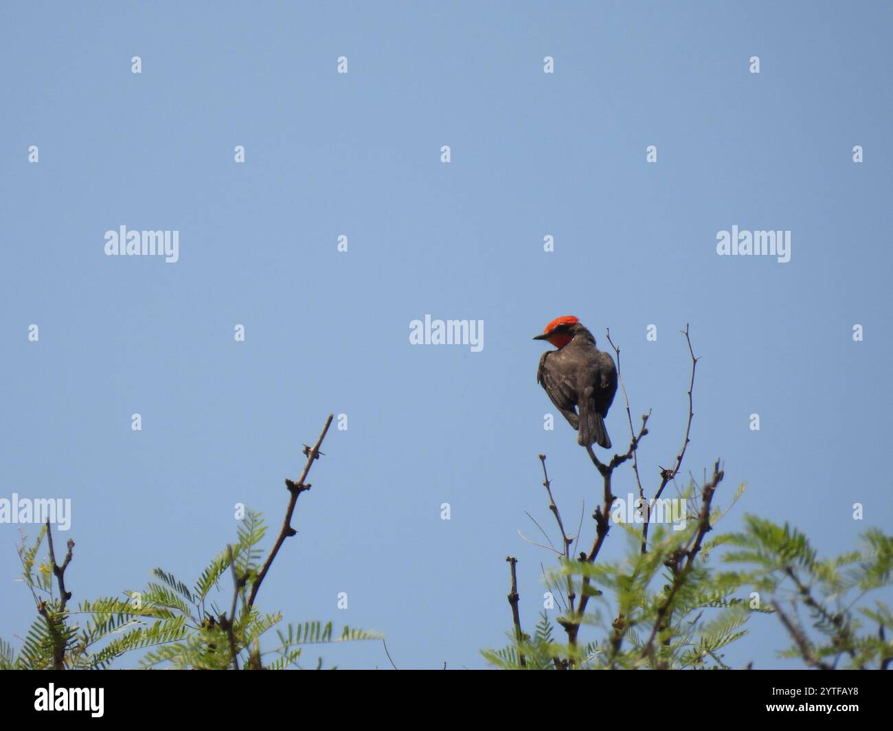 Vermilion Flycatcher (Pyrocephalus rubinus Stock Photo - Alamy