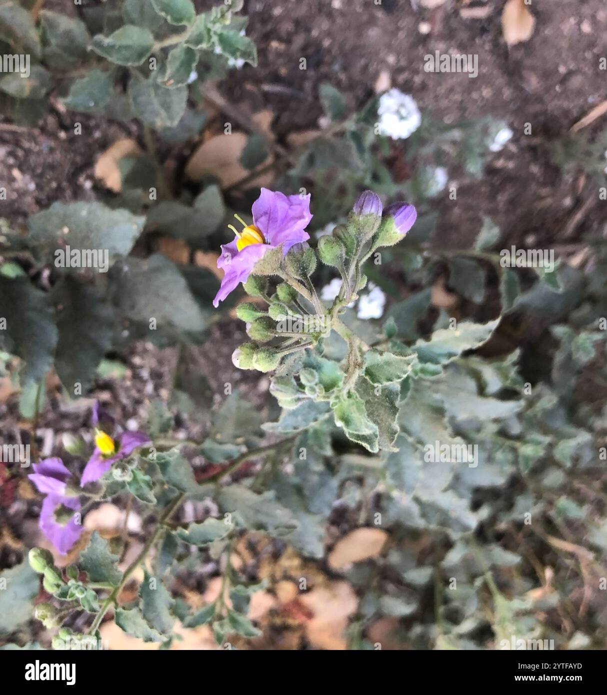 purple nightshade (Solanum xanti Stock Photo - Alamy