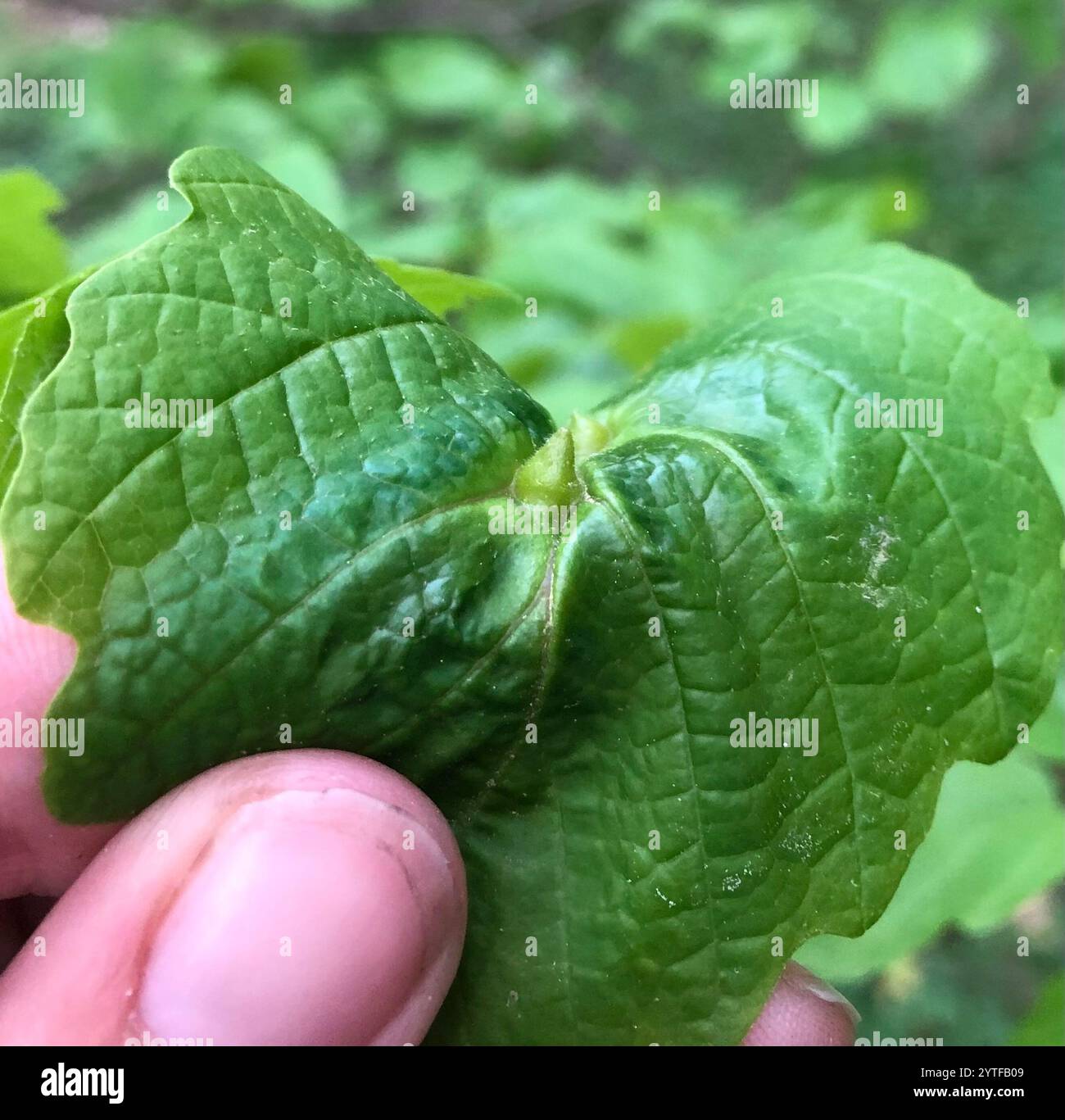 Witch-hazel Cone Gall Aphid (Hormaphis hamamelidis Stock Photo - Alamy