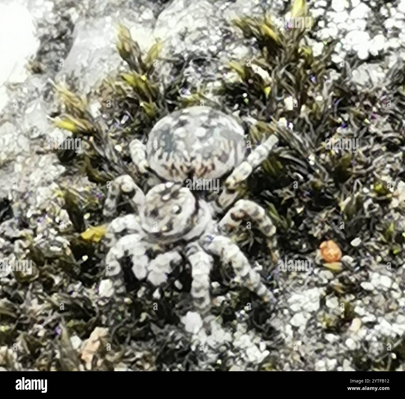V-Signed Jumping Spider (Aelurillus v-insignitus Stock Photo - Alamy