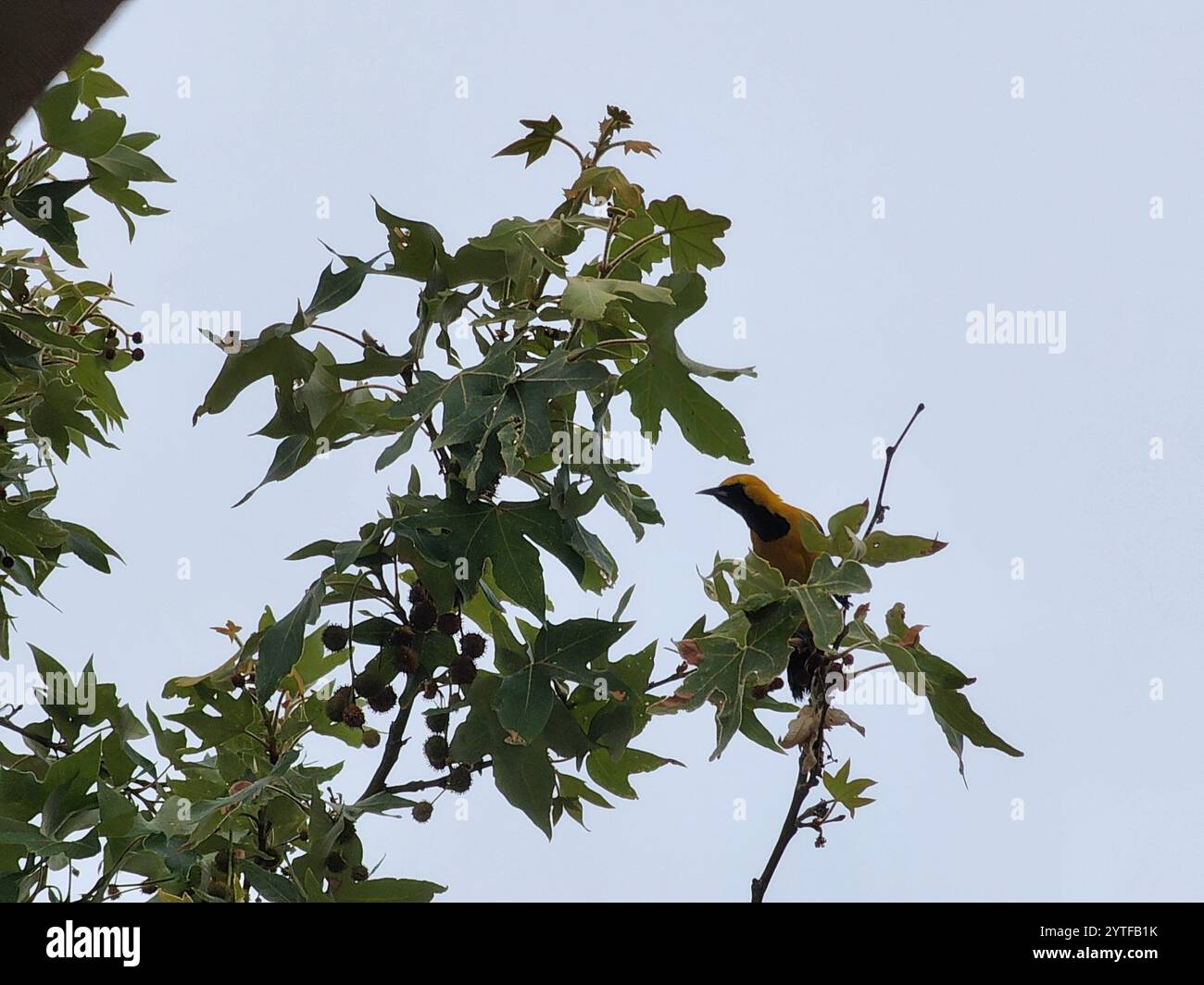 Hooded Oriole (Icterus cucullatus Stock Photo - Alamy