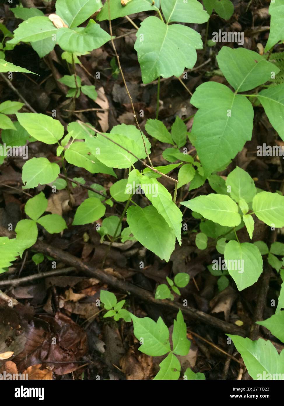 broadleaf enchanter's nightshade (Circaea canadensis Stock Photo - Alamy