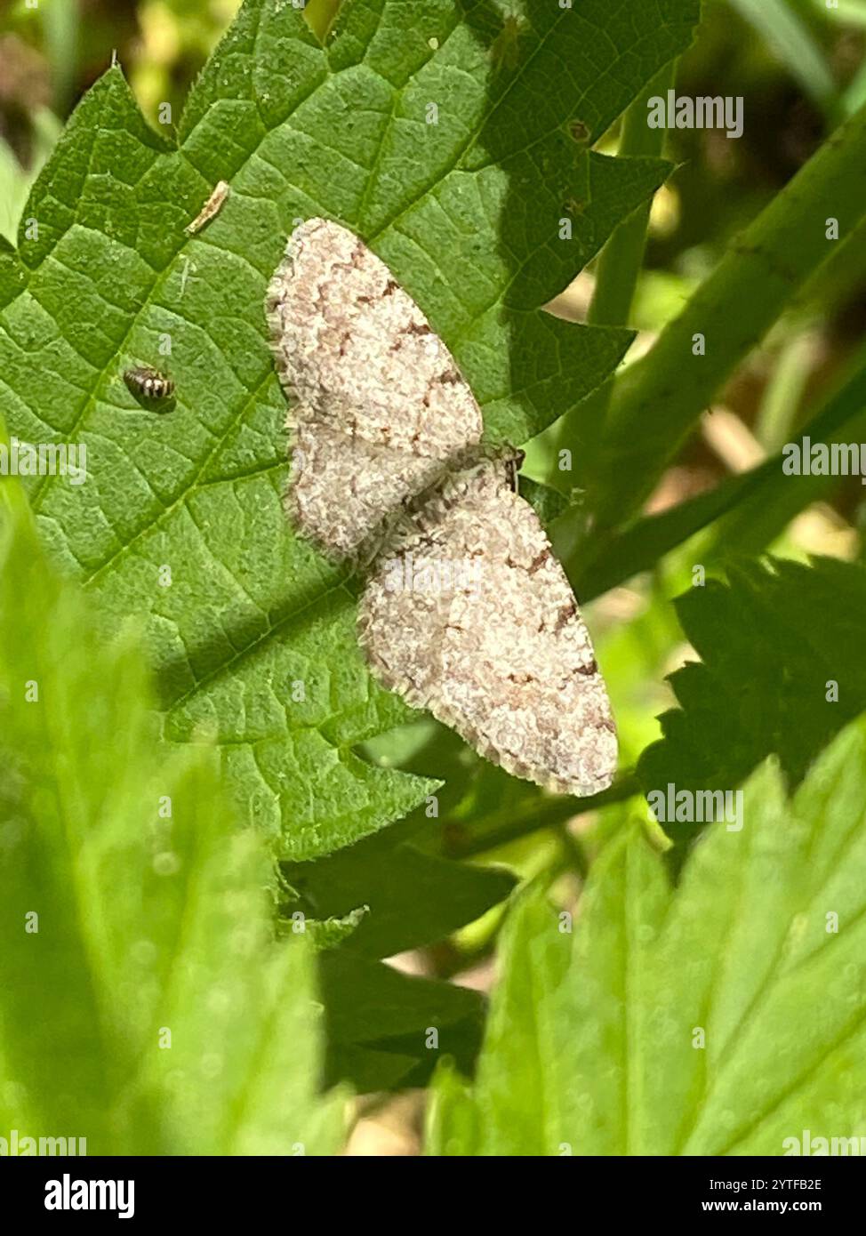 Grey birch moth hi-res stock photography and images - Alamy