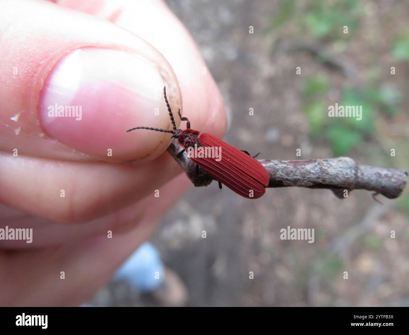 Golden Net-winged Beetle (Dictyoptera aurora Stock Photo - Alamy