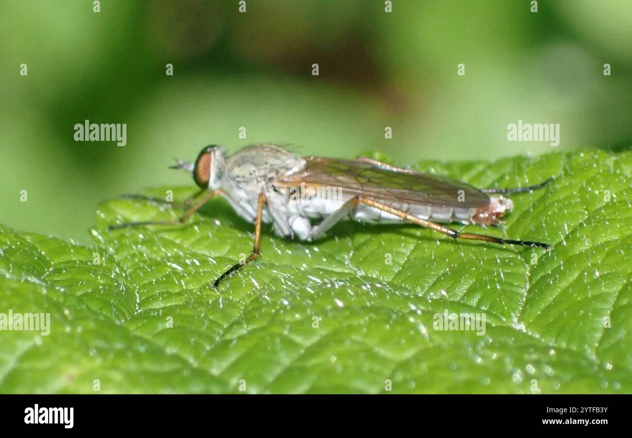 Stiletto Flies (Therevidae Stock Photo - Alamy