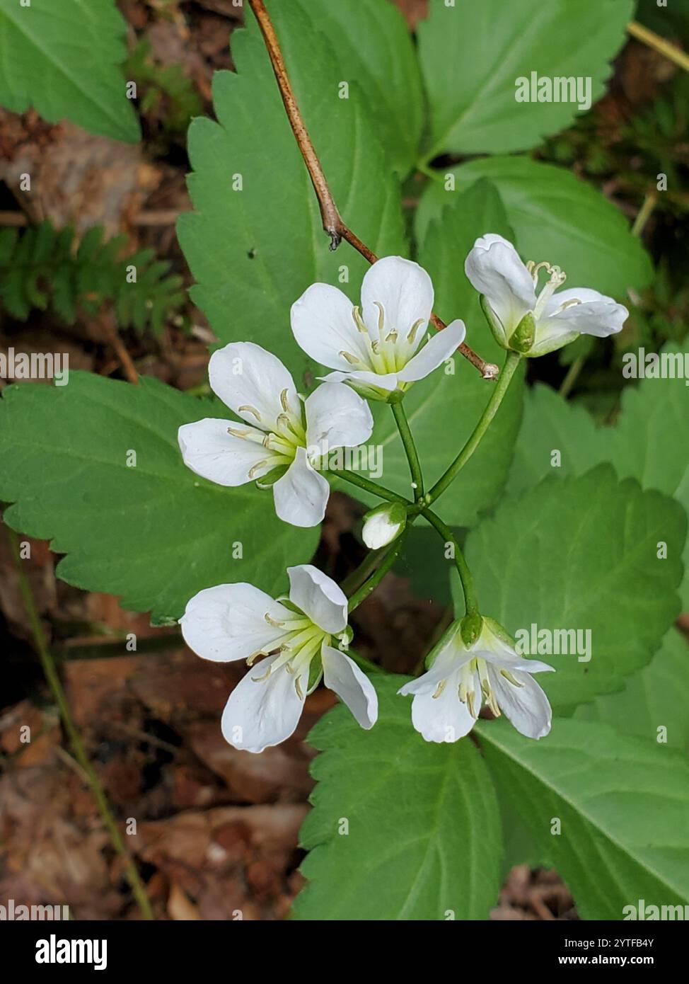 Two-leaved Toothwort (Cardamine diphylla Stock Photo - Alamy