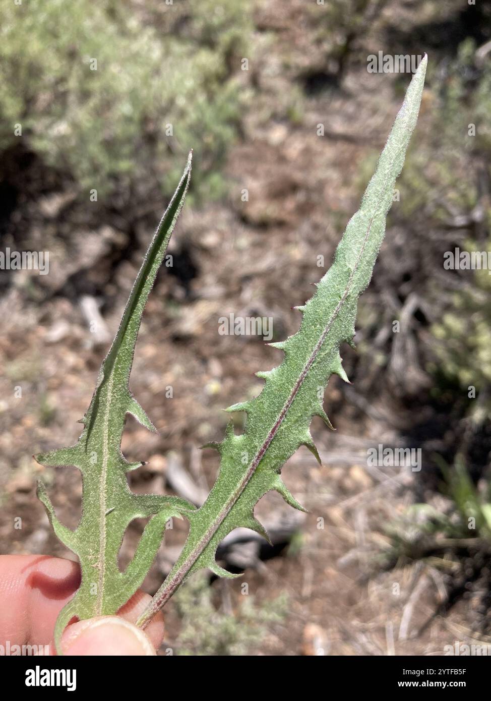 Tapertip Hawksbeard (Crepis acuminata Stock Photo - Alamy