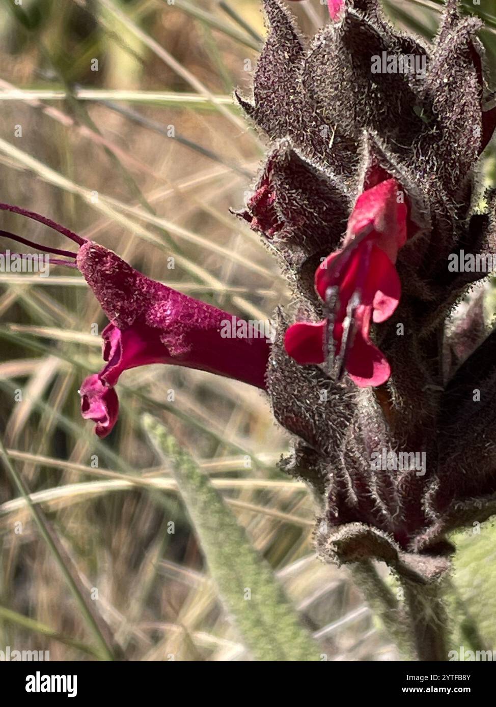 Hummingbird Sage (Salvia spathacea Stock Photo - Alamy